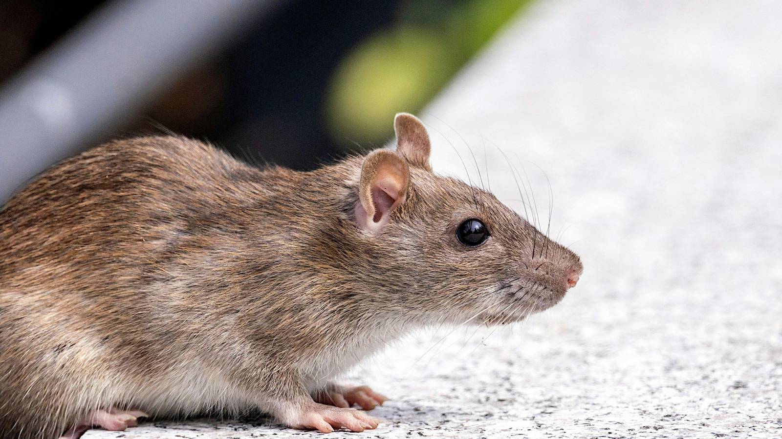 Why Mice and Rats Are on the Rise and What It Means for Pest Control