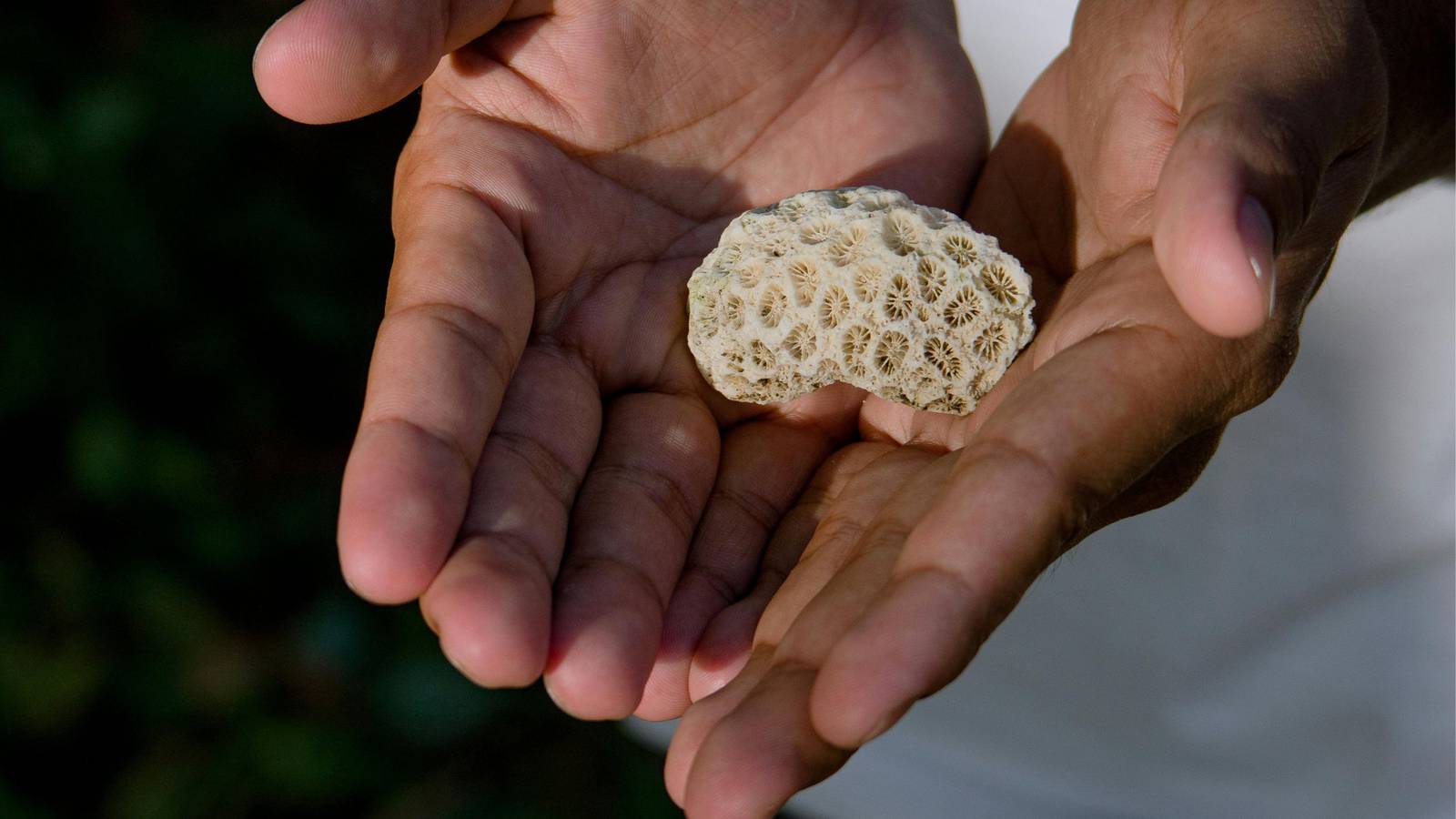 Found a Fossil in Your Garden? Here’s What It Means and What to Do