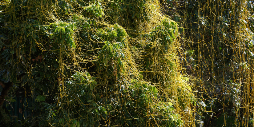 Five Weird Plants That Grow on Others and Stand Out in Gardening