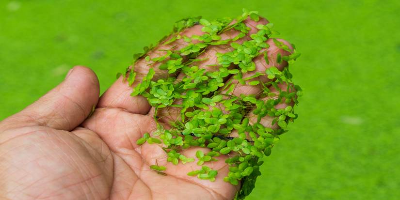 Should You Add Duck Weeds to Your Pond?