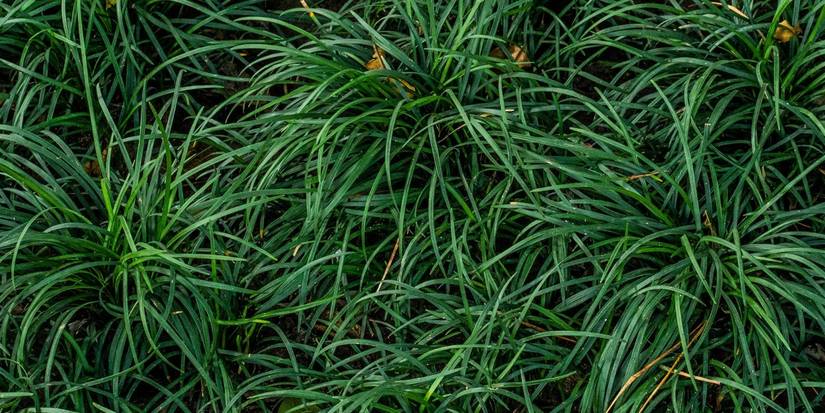 Walkable Groundcovers That Add Beauty and Reduce Lawn Upkeep