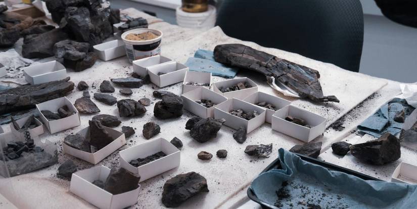 Found a Fossil in Your Garden? Here’s What It Means and What to Do