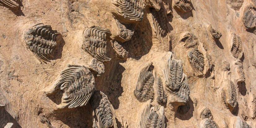 Found a Fossil in Your Garden? Here’s What It Means and What to Do