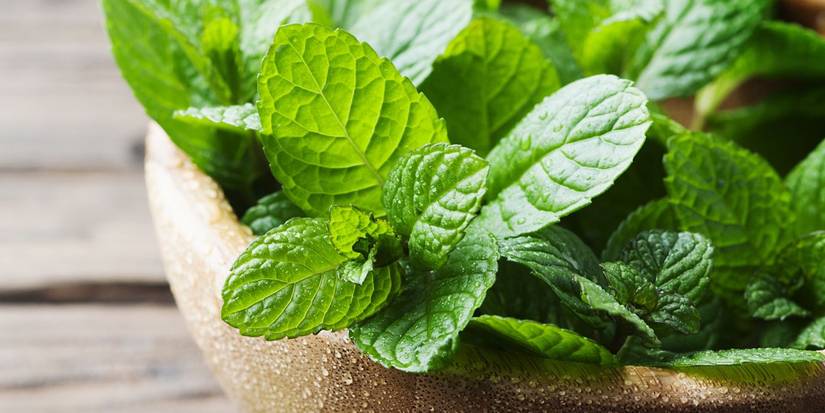 5 Easy-to-Use Herbs With Healing Properties