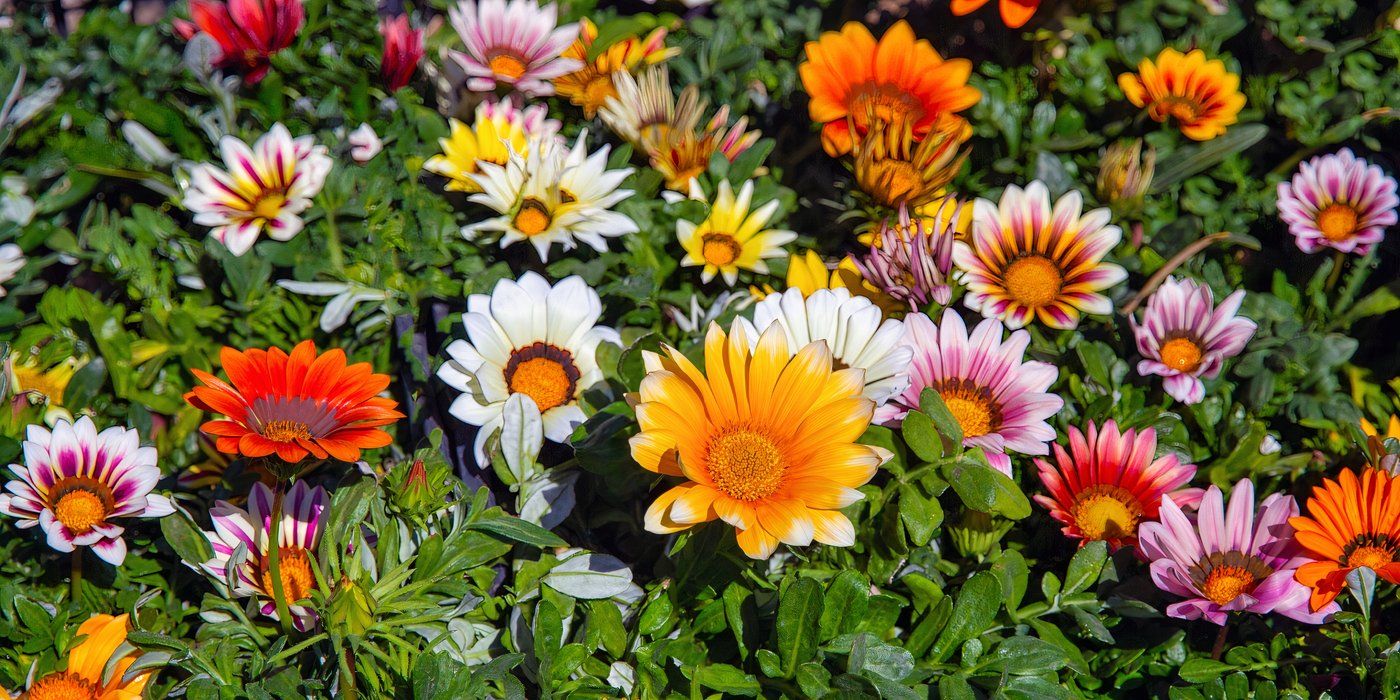 Daisy Flower Garden Shasta Daisy Blooming This So Beautifully This