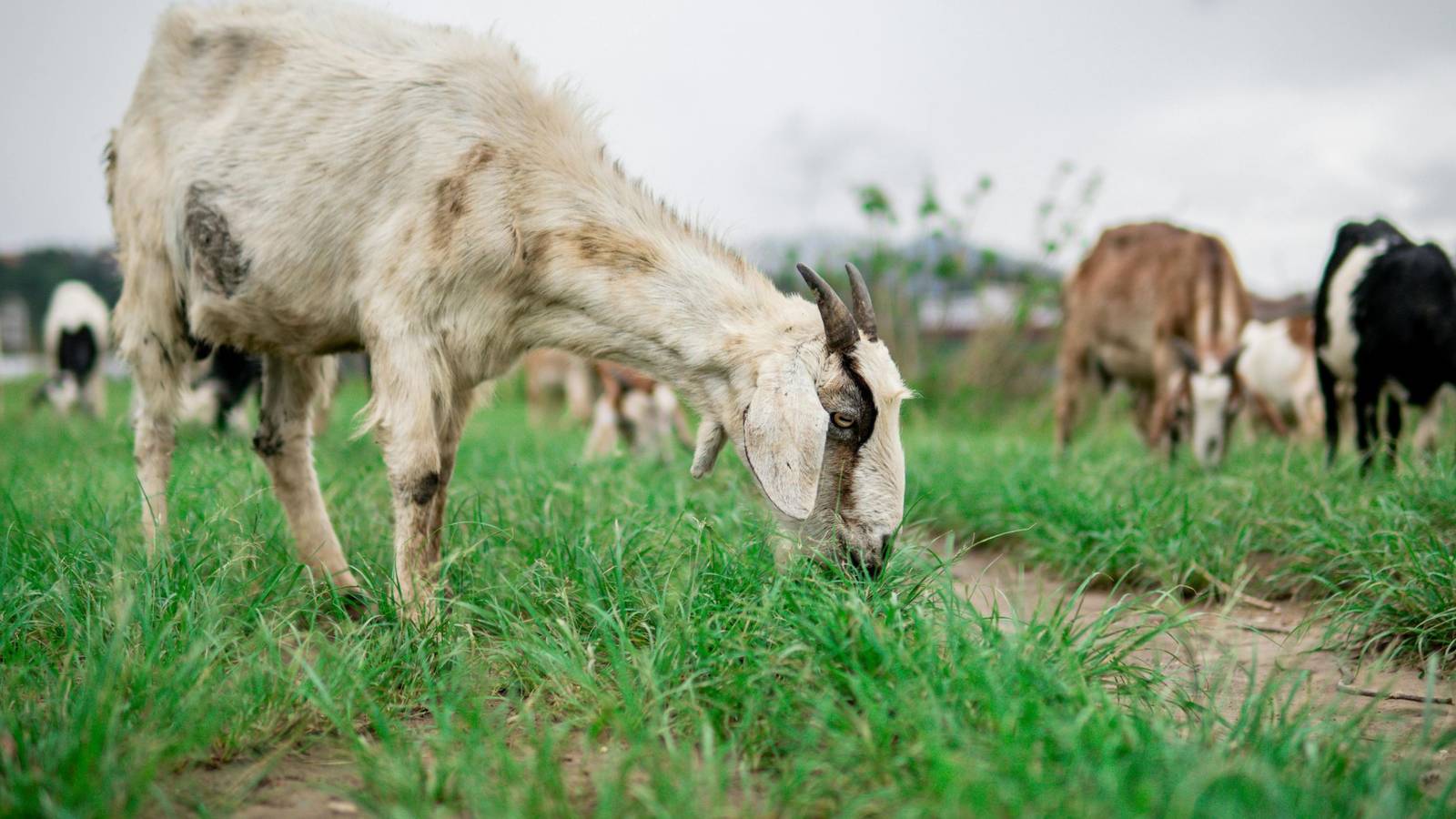 Eco-Friendly Landscaping with Ohio’s Grazing Goats