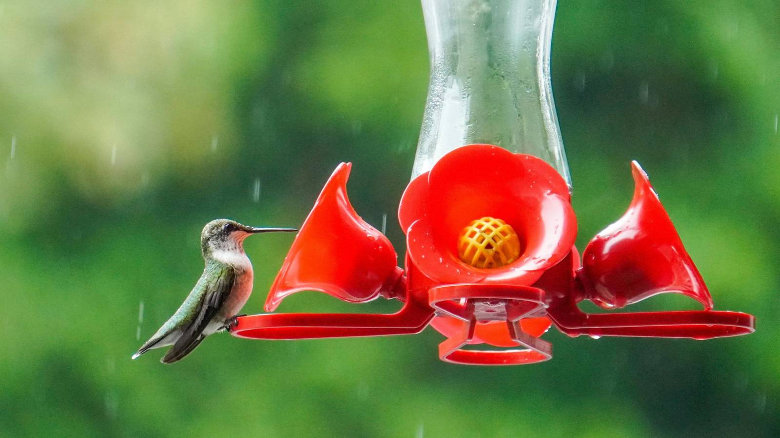 nectar drinking birds