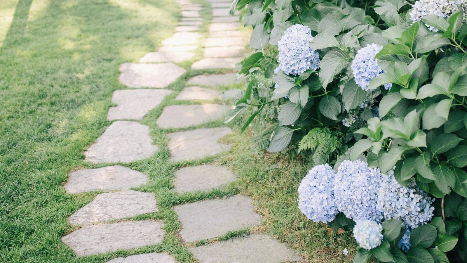 Perennials That Add Color and Structure to Walkways