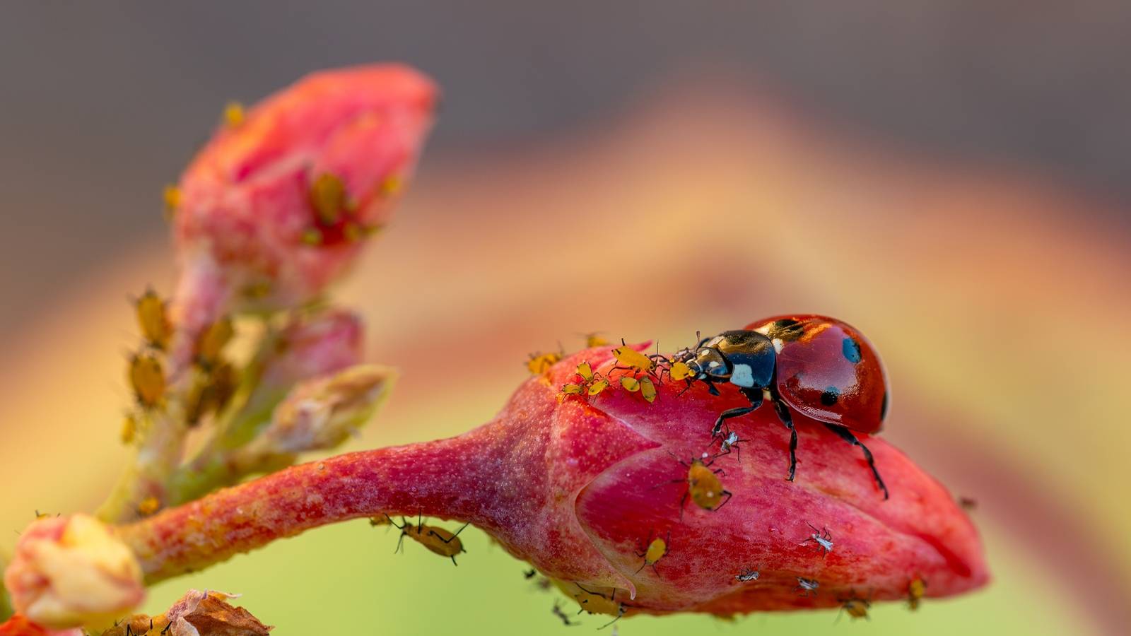 Build a Beer Trap for Budget-Friendly Backyard Pest Control