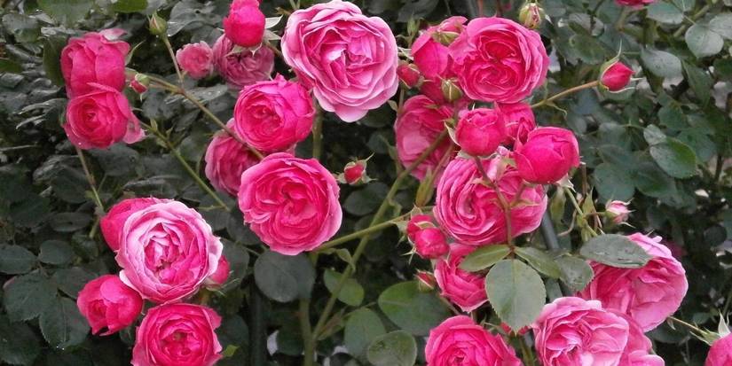 Make Your Front Porch Bloom With Classic Cottage Style