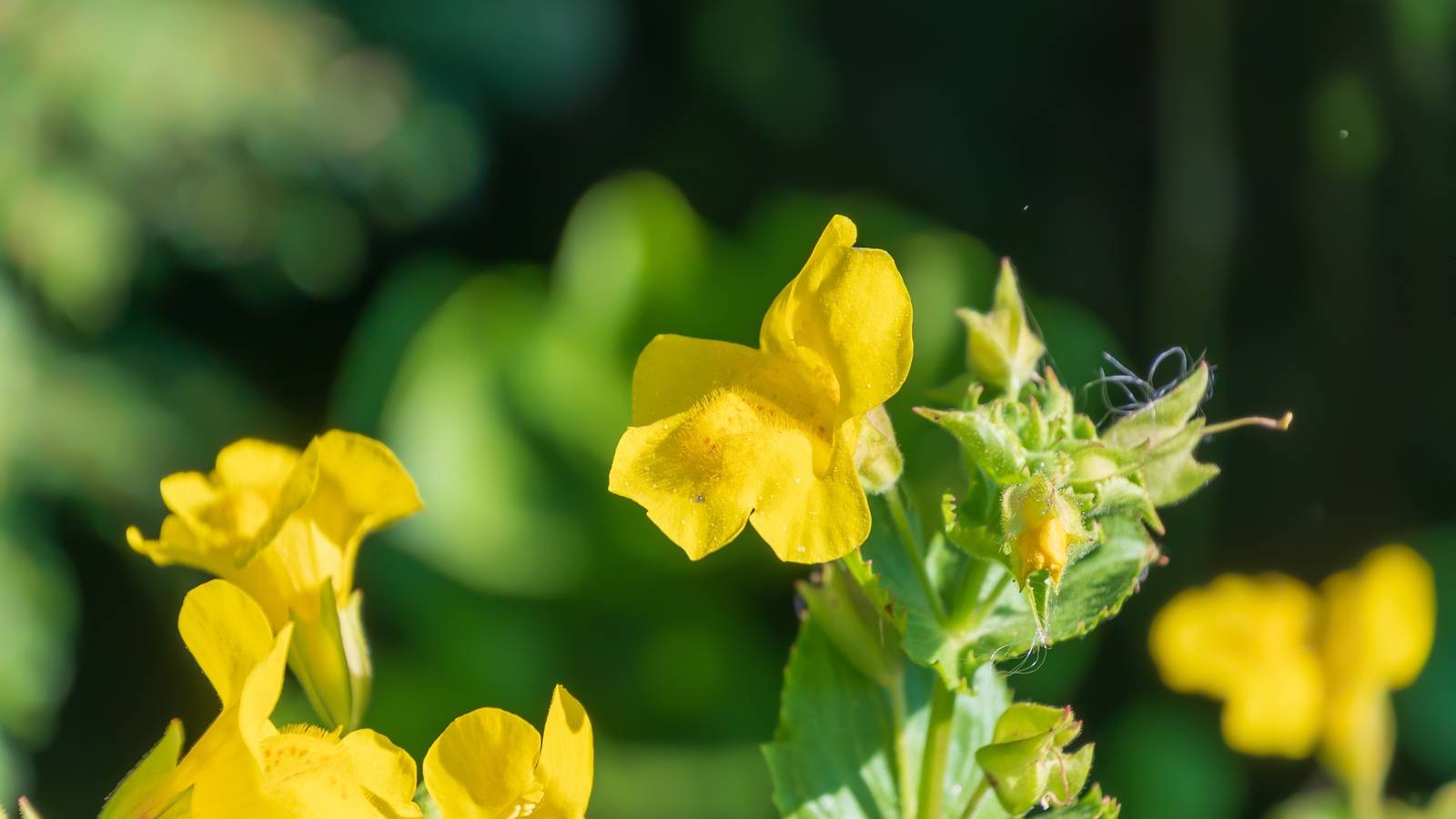 The Monkeyflower: Discover the Magic of Michigan's Most Endangered Bloom