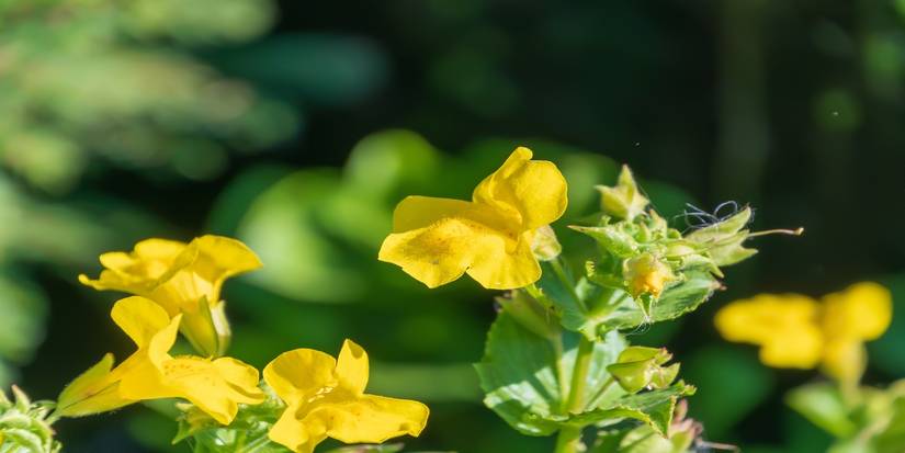 The Monkeyflower: Discover the Magic of Michigan's Most Endangered Bloom