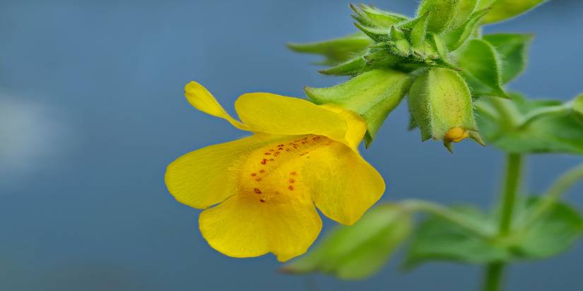 The Monkeyflower: Discover the Magic of Michigan's Most Endangered Bloom