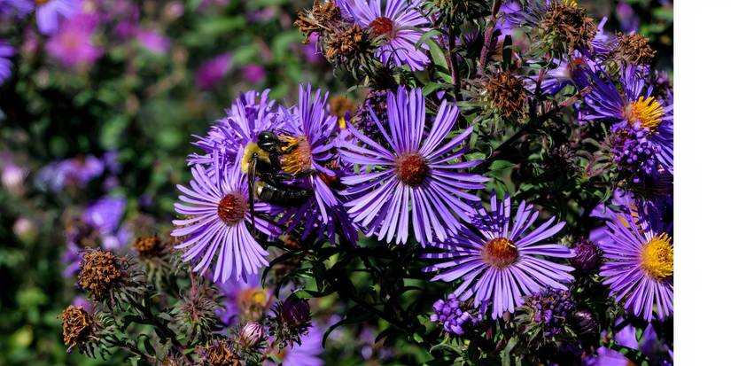 5 Late Season Bloomers That Keep Your Garden Alive