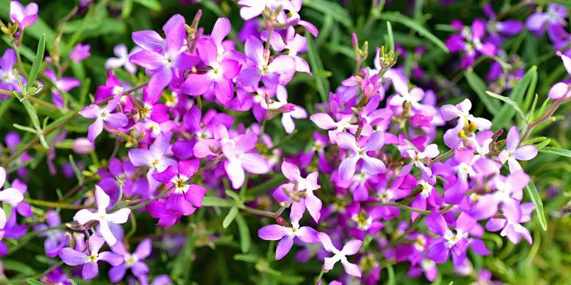 Sunset Scents: 6 Plants That Smell Divine in the Evening