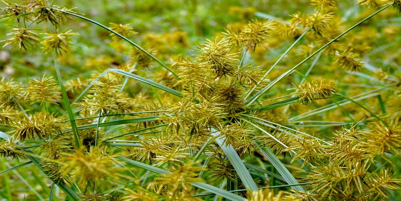 The May Menace: Keep Nutsedge From Smothering Your Grass