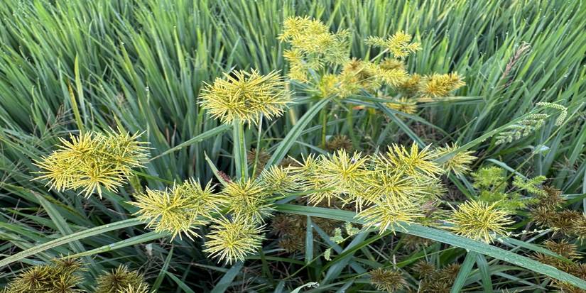 The May Menace: Keep Nutsedge From Smothering Your Grass