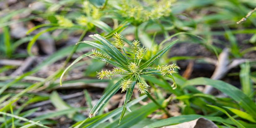The May Menace: Keep Nutsedge From Smothering Your Grass
