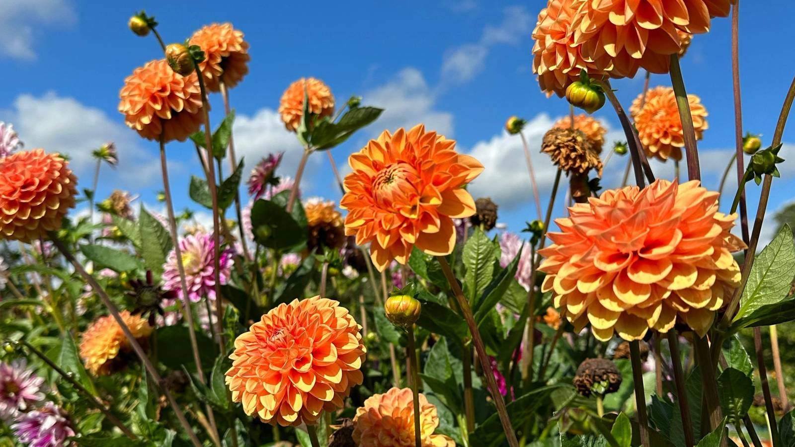 Transform Your Garden with Sunset Colors All Year