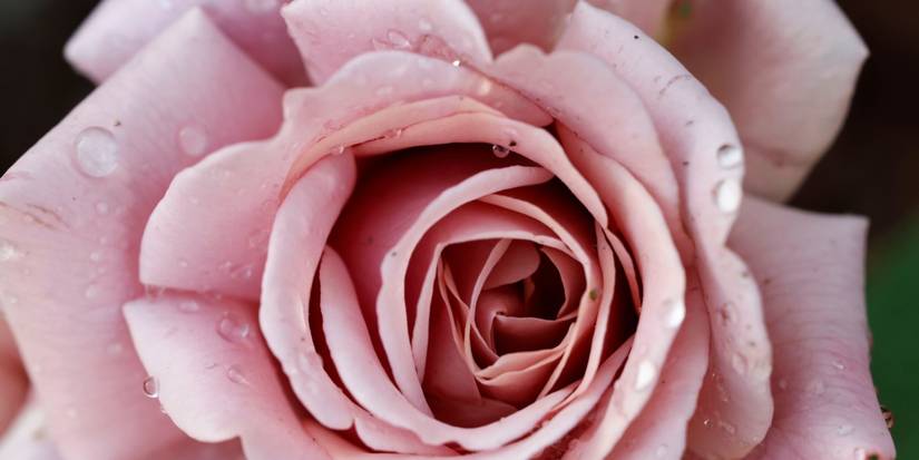 Transform Your Landscape with Show-Stopping Rose Cultivars