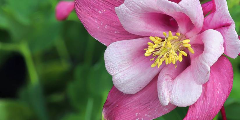 5 Plants That Grow Better When Planted Cold