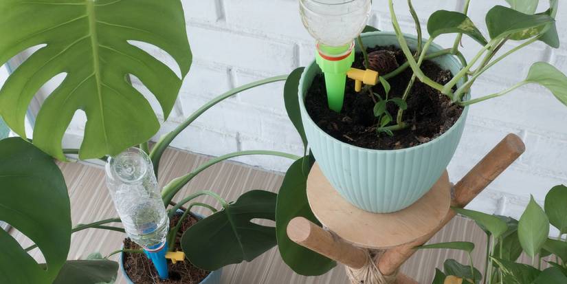Easy Plant Care While on Vacation Using a Plant Nanny