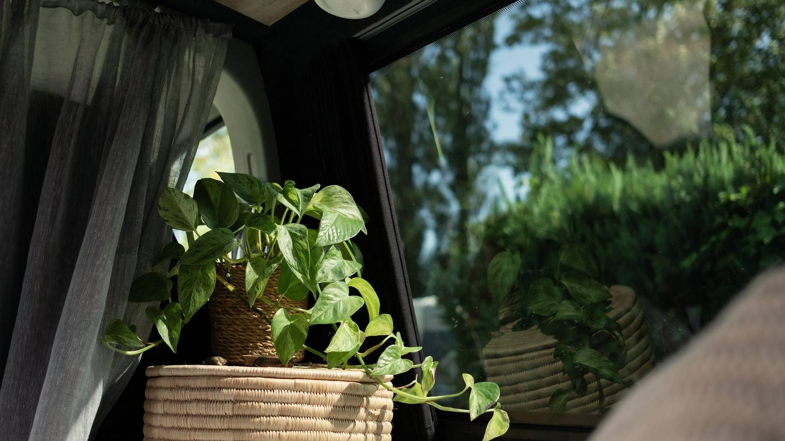 6 Best Indoor Plants for Life on the Road