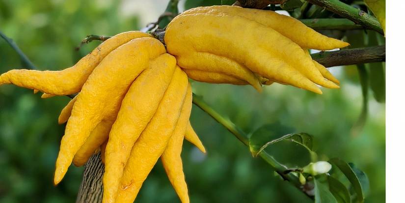 5 Bizarre Fruits You Can Actually Grow at Home