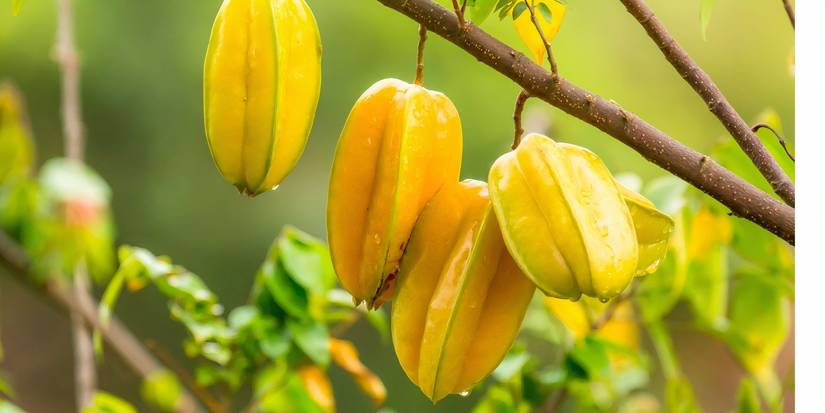 5 Bizarre Fruits You Can Actually Grow at Home