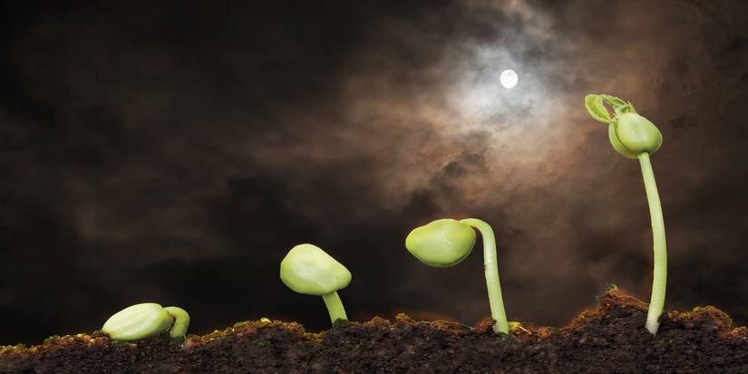 Moon Gardening Explained: Fact or Folklore?