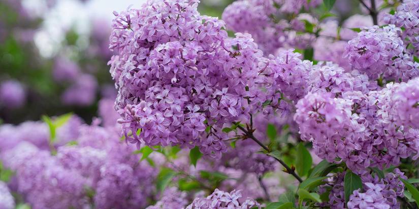 5 Flowers That Show Off Soft Spring Colors in Every Garden