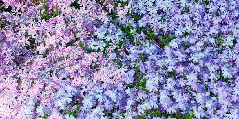 5 Flowers That Show Off Soft Spring Colors in Every Garden