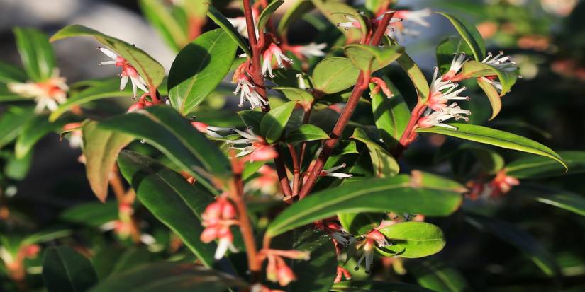 Why Sweet Box is the Perfect Low-Maintenance Plant For You