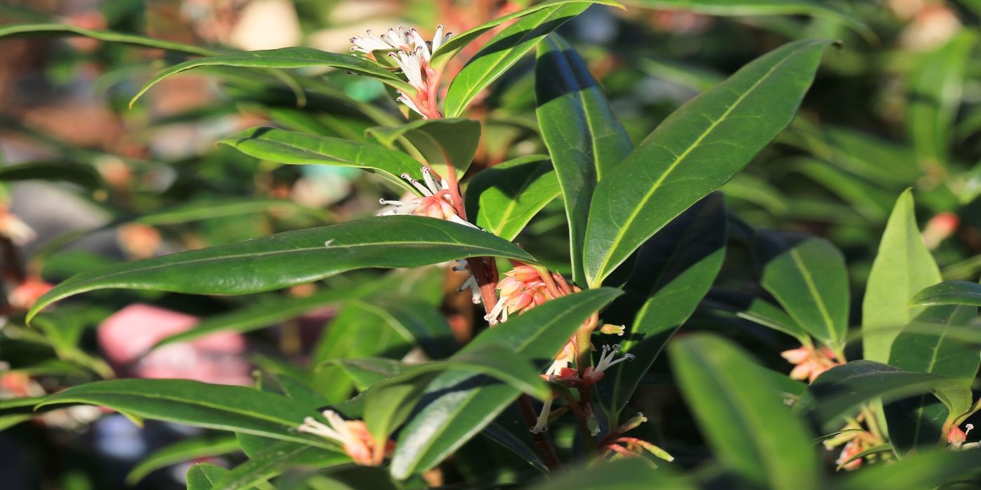Why Sweet Box is the Perfect Low-Maintenance Plant For You