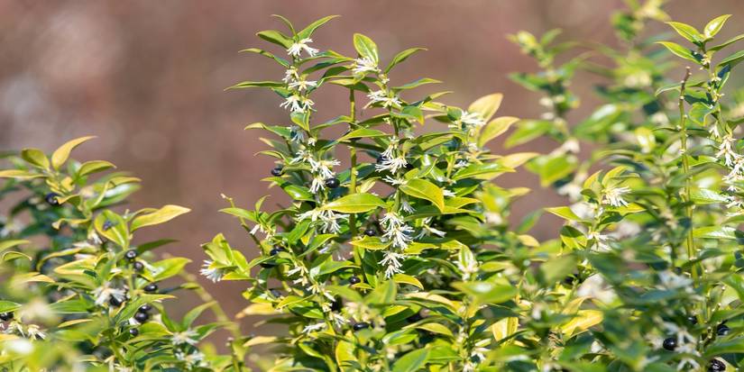 Why Sweet Box is the Perfect Low-Maintenance Plant For You