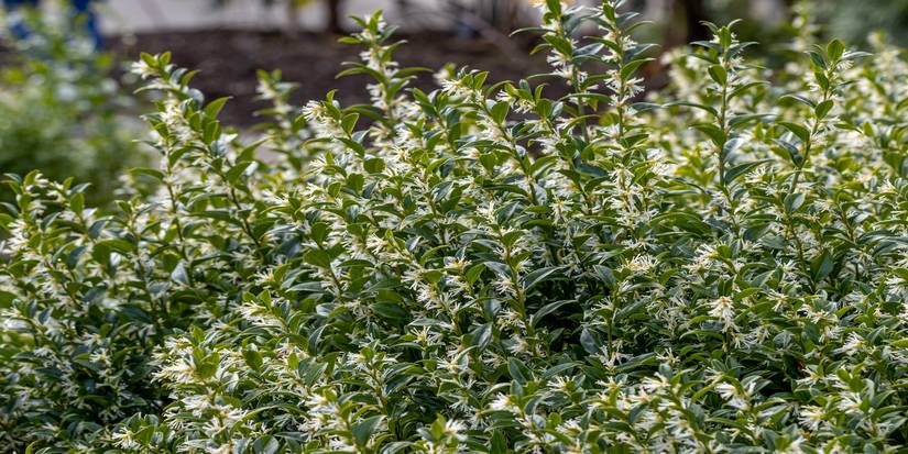 Why Sweet Box is the Perfect Low-Maintenance Plant For You