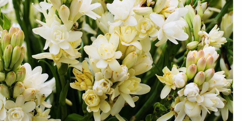 Sunset Scents: 6 Plants That Smell Divine in the Evening