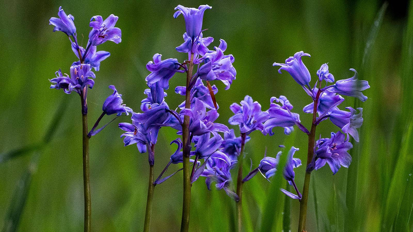 Bluebells in Fairy Tales: Legends, Warnings, and Hidden Dangers