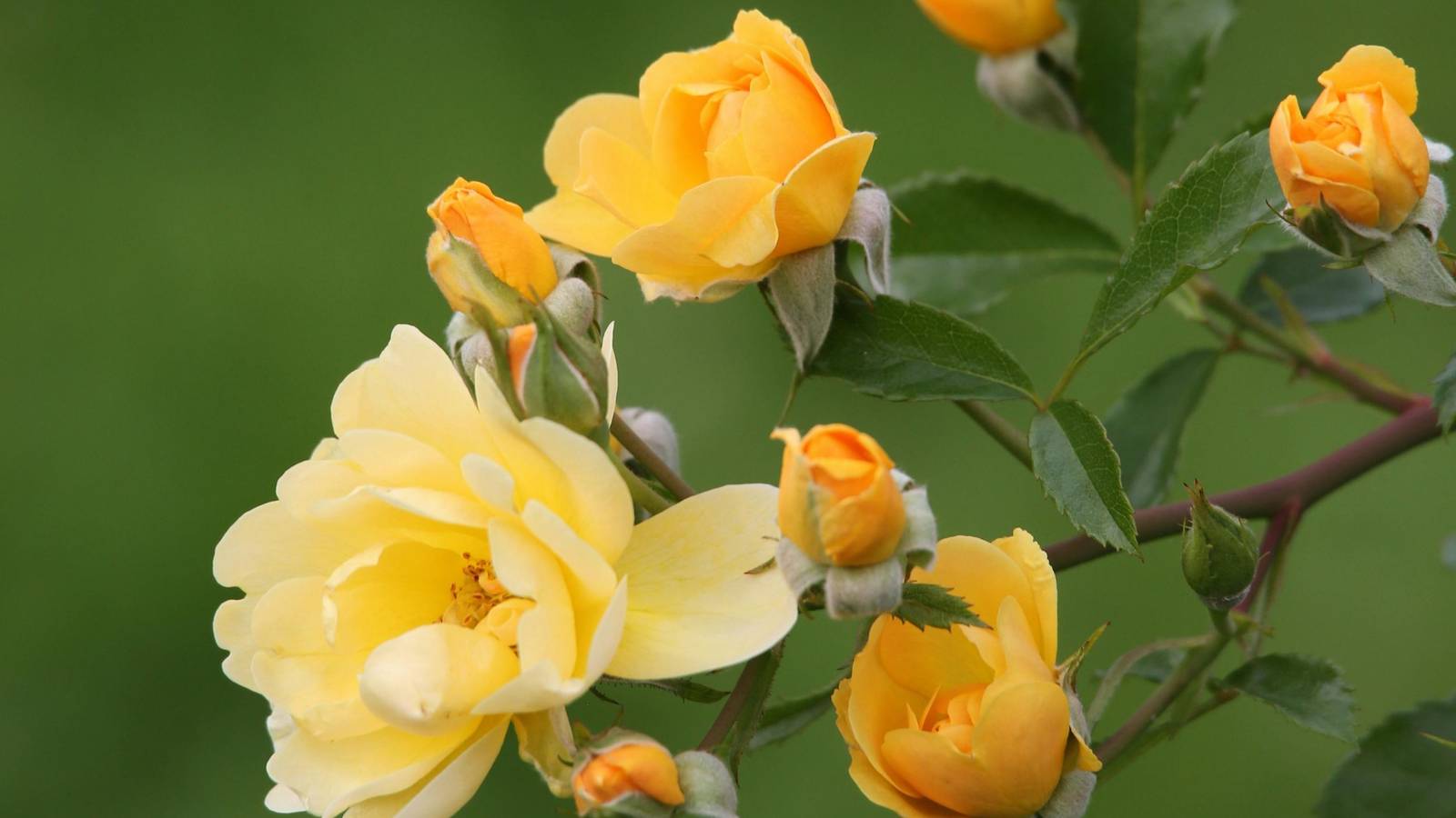 Celebrate Rose Month: Stunning Garden Varieties