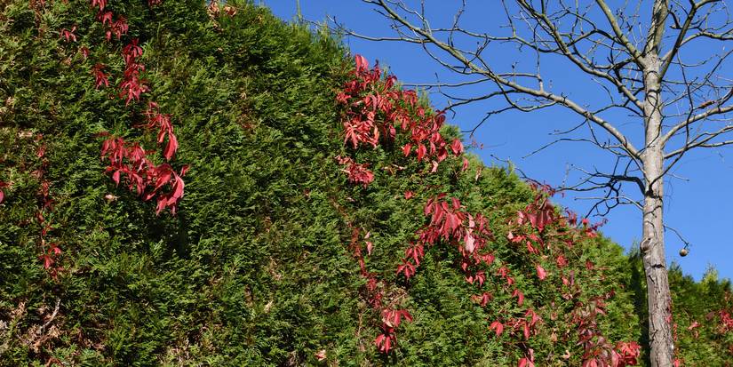 Woody Weeds That Ruin Lawns: How to Stop Them