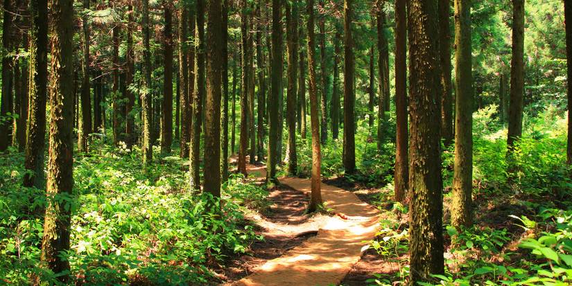 Exploring Cairo’s Ancient Forest Hidden Beneath New York