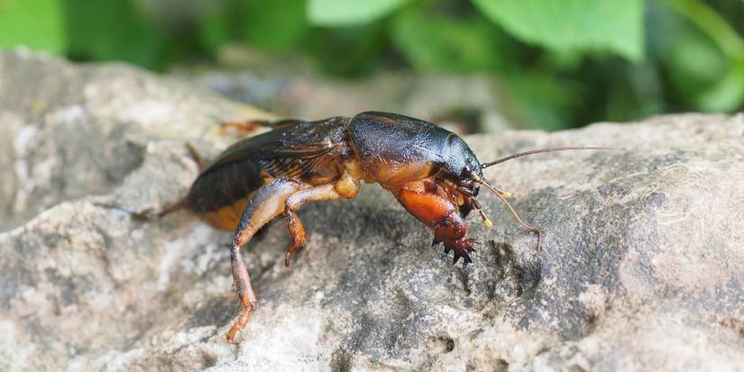 How to Identify and Eliminate Common Underground Lawn Pests