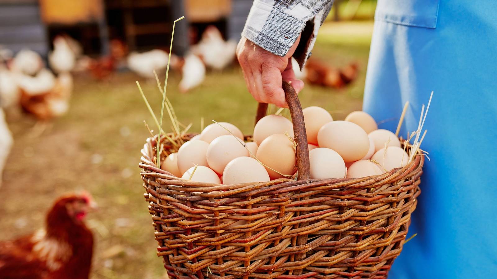 The Rise of Backyard Chickens, Then and Now