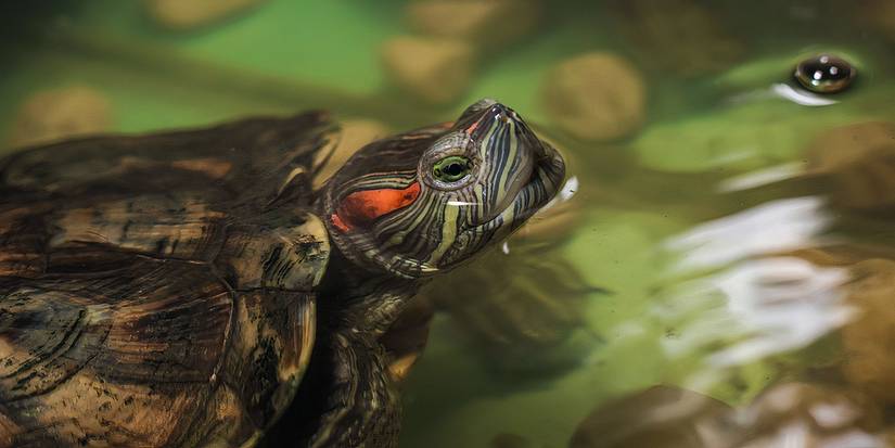 Turn Your Pond Into a Thriving Habitat With Aquatic Animals