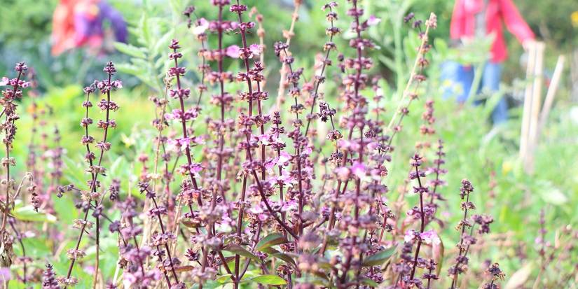 Grow These Types of Basil For a Tasty Garden Treat!