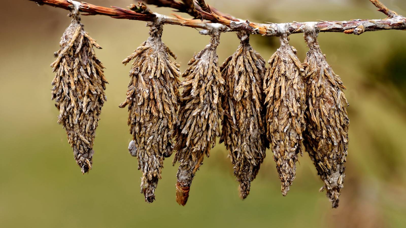 Bagworms: How Garden Pests Wreak Havoc and How to Address Them