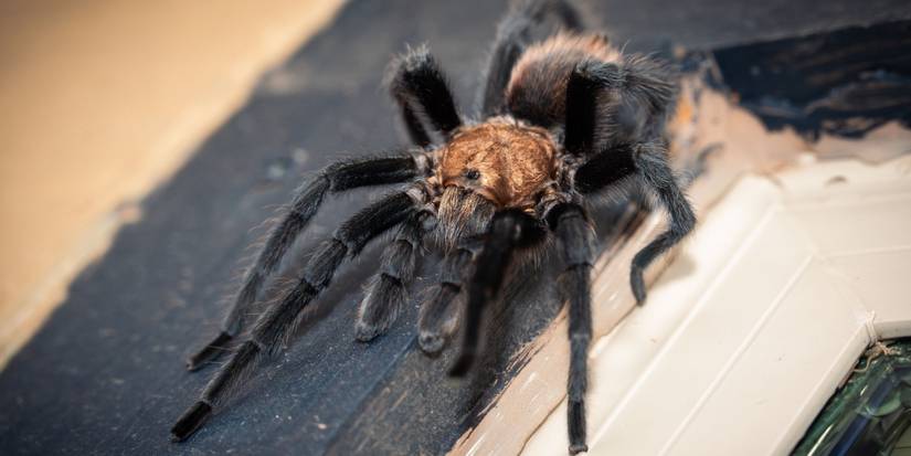 Tarantulas in the Garden? Here's Why They're Showing Up More