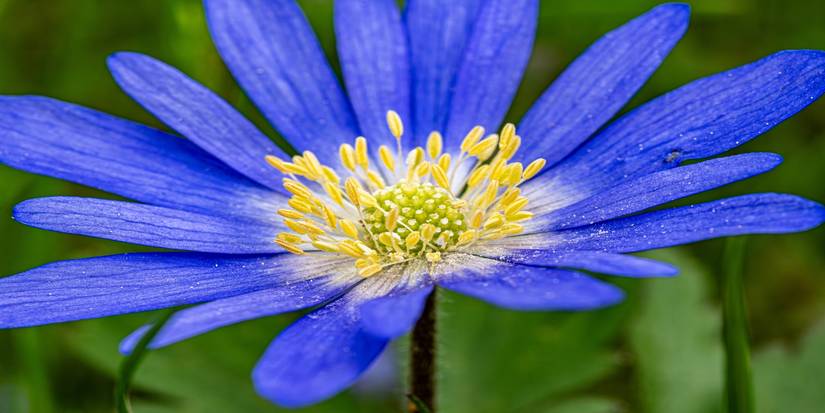 5 Late Season Bloomers That Keep Your Garden Alive