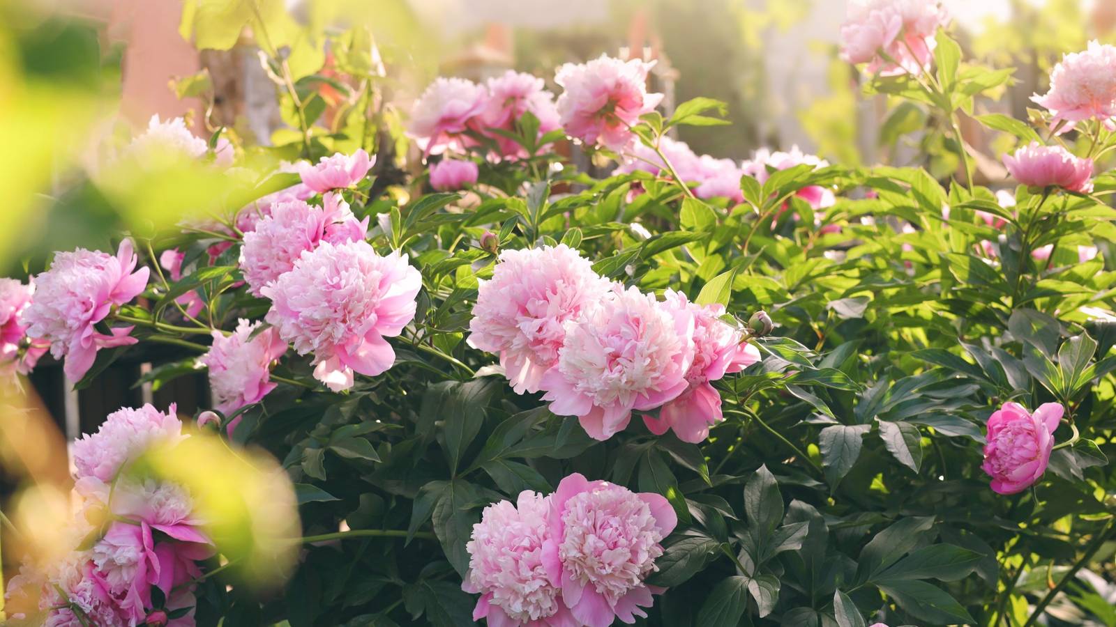 Peonies Cut at Historic Flower Garden During Peak Bloom Season
