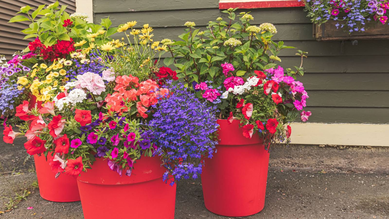 How to use Buckets as Planters in Your Container Garden